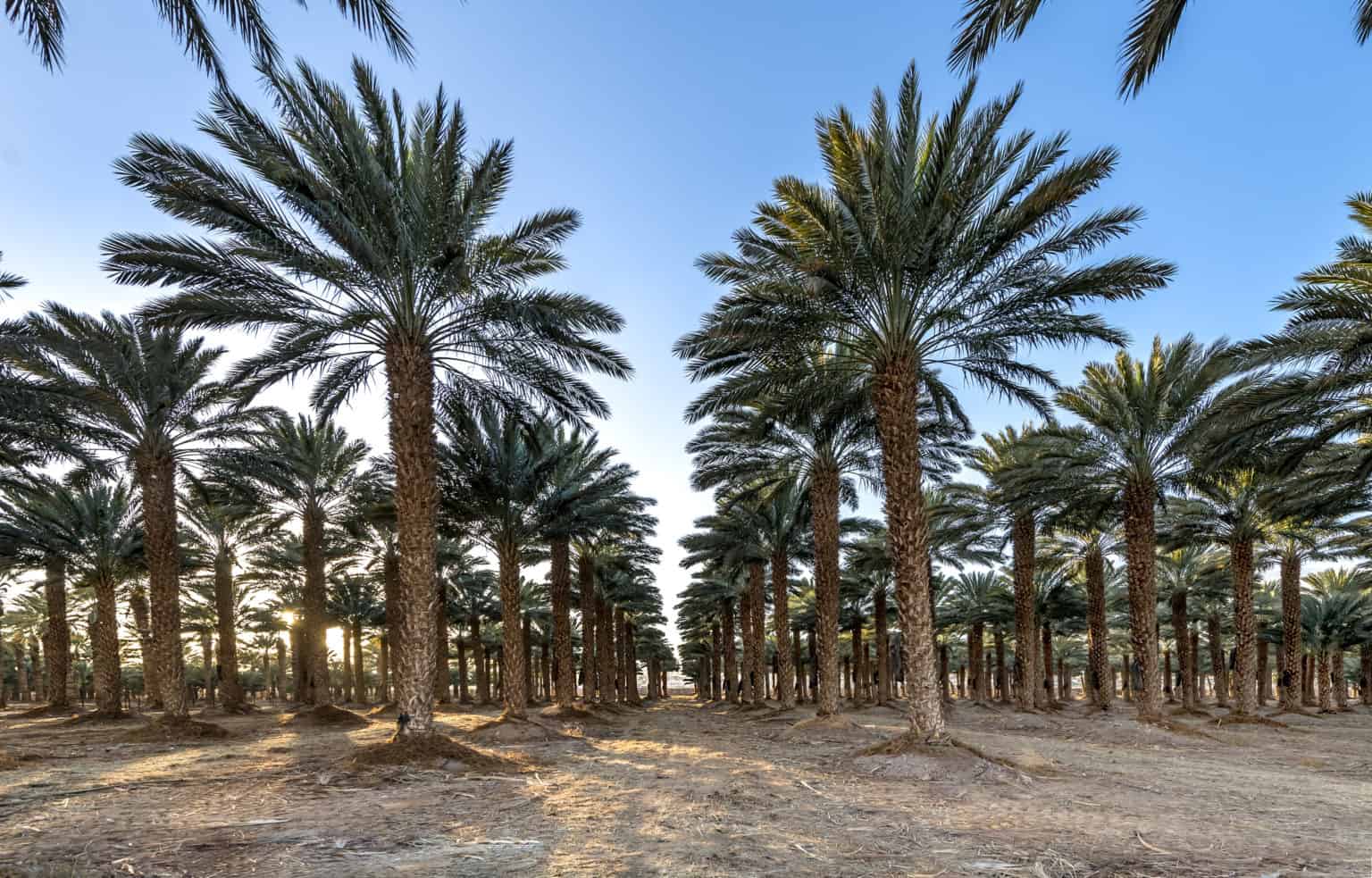 The best of Ar-rayyan walking tour – Opatrip
