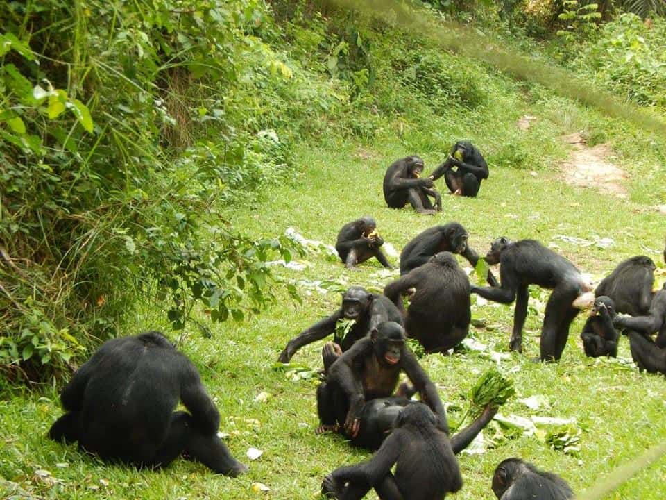 Exclusive Lola Ya Bonobo Sanctuary Tour – Opatrip