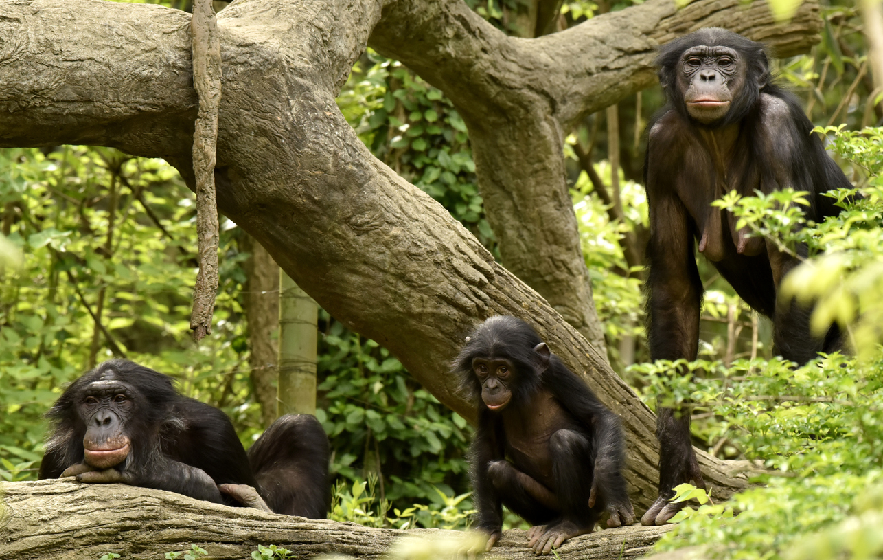 Kinshasa Bonobo Sanctuary – Private Walking Exploration – Opatrip