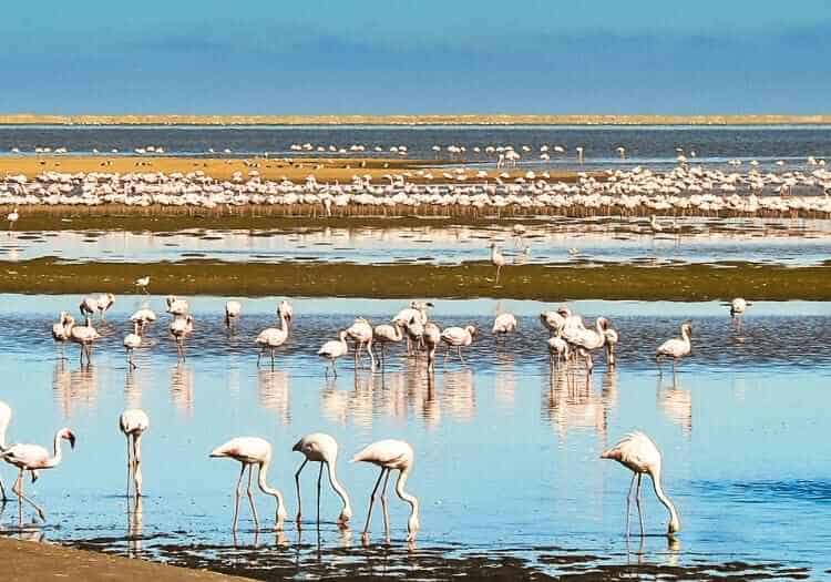 Best Pelican Point Peninsula Private Tour – Opatrip