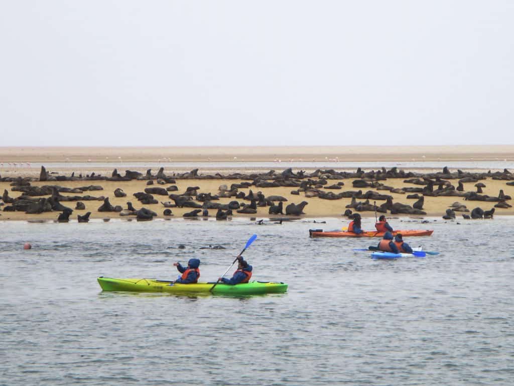 Best Pelican Point Peninsula Private Tour – Opatrip