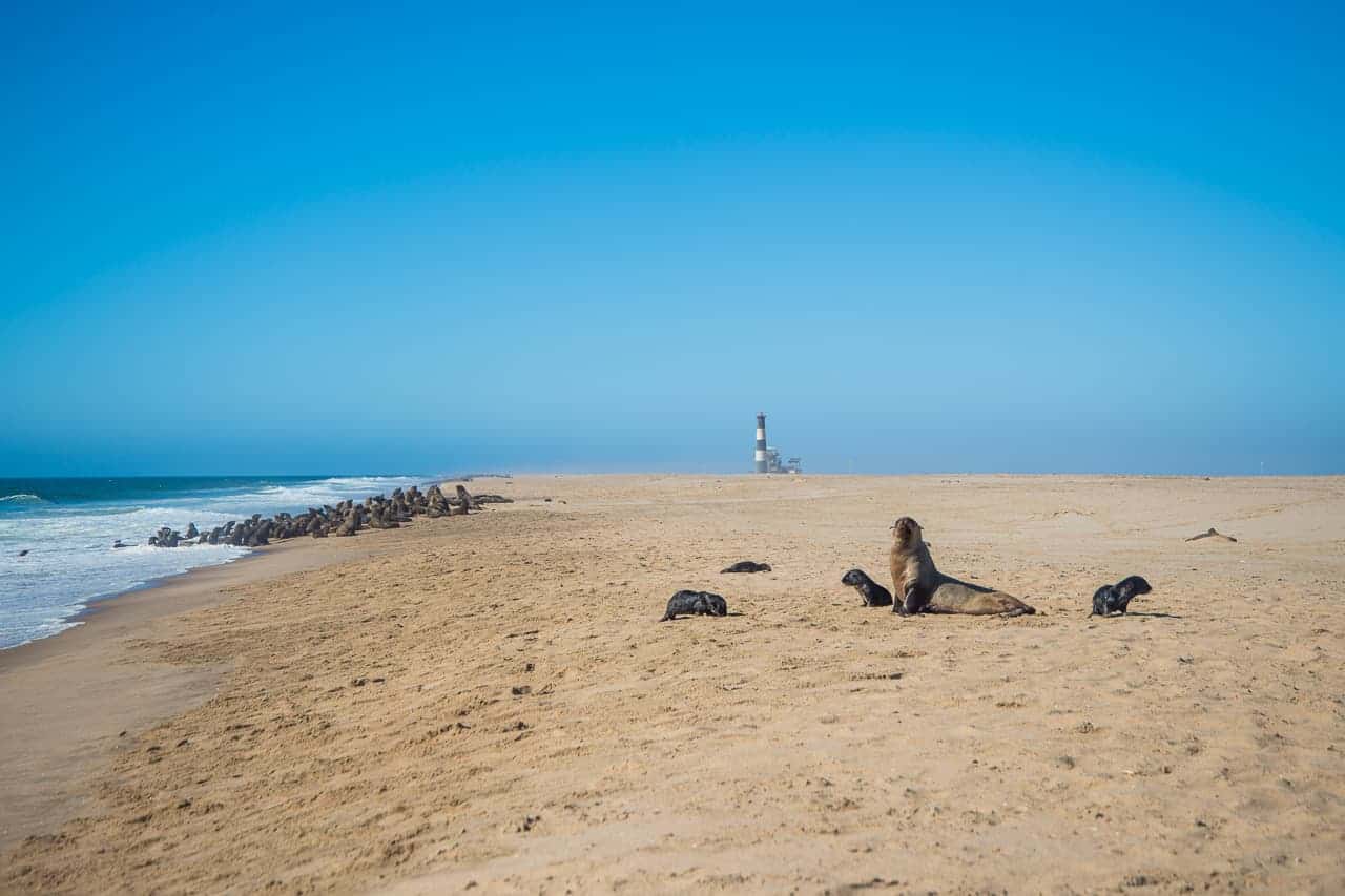 Best Pelican Point Peninsula Private Tour – Opatrip