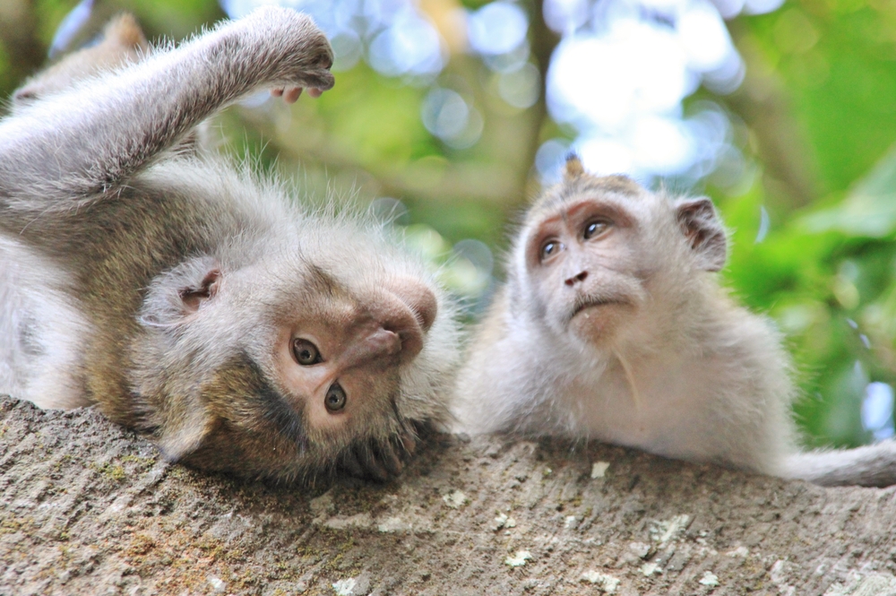 MonkeyLand Private Tour – Punta Cana – Opatrip