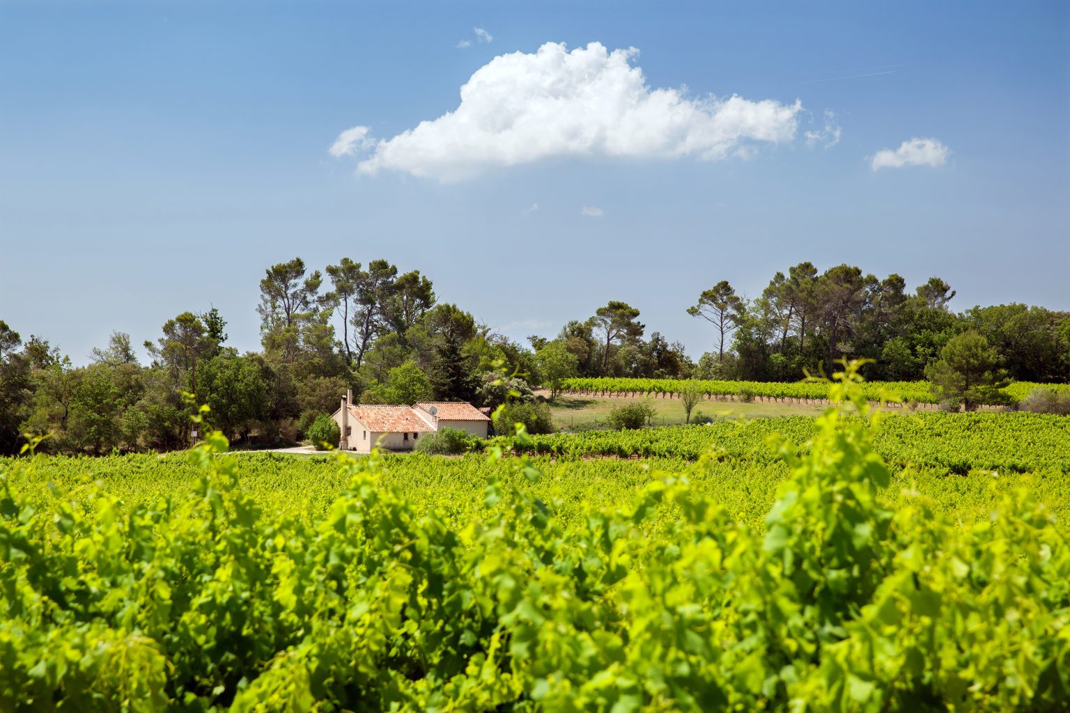 Half-day Wine Private Tour of the Northern Rhone Valley from Lyon – Opatrip